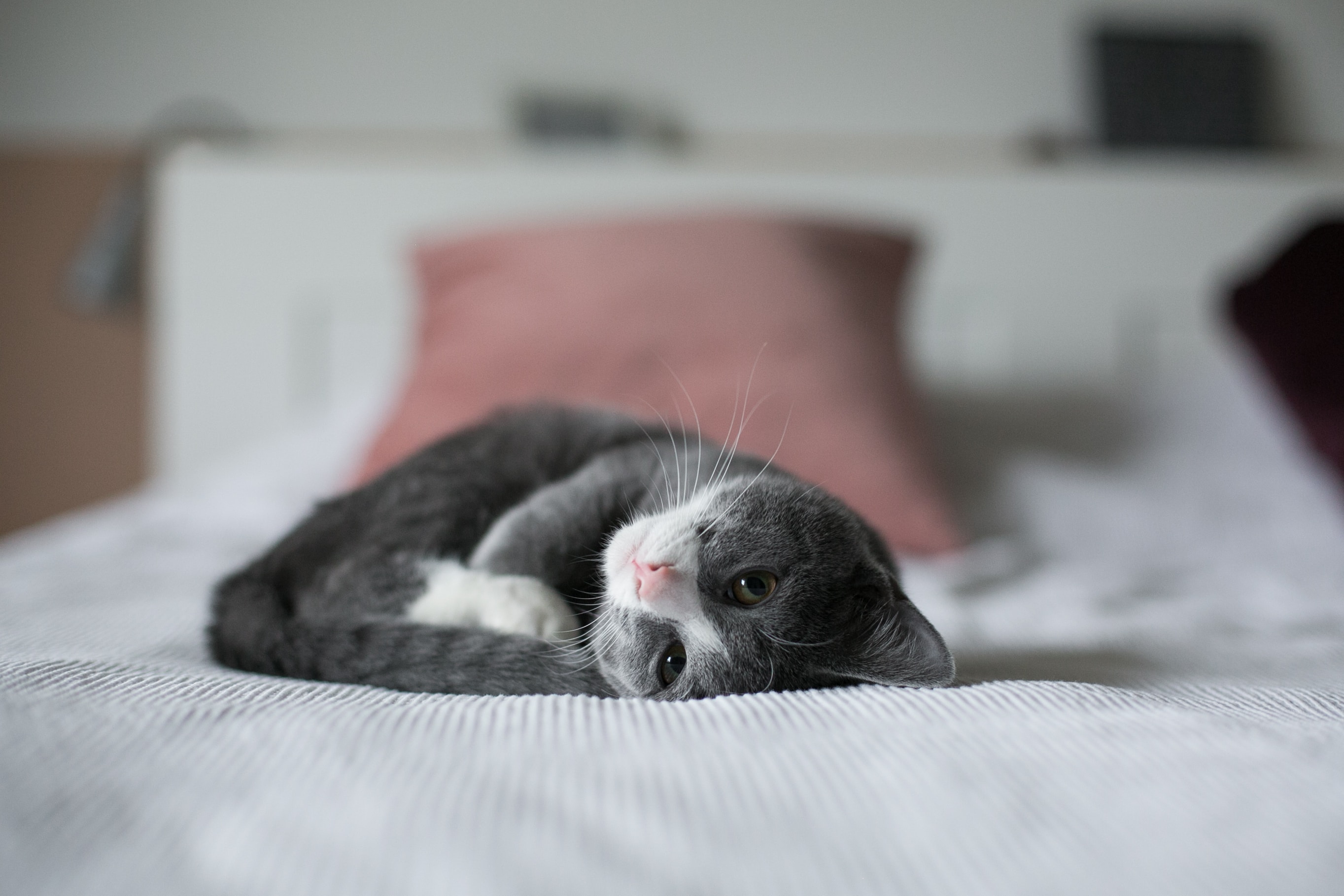Wat je moet weten bij de aanschaf van een kitten - Todio