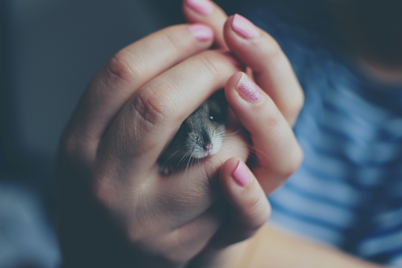 Wat je moet weten voor je een chinchilla neemt - Todio