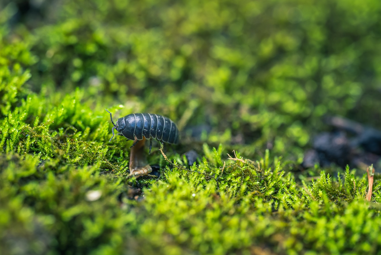 Zo haal je leuke beestjes in de tuin - Todio